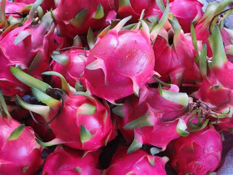 Guía Sobre El Cultivo De La Pitahaya Todo Lo Que Neceistas Saber Para
