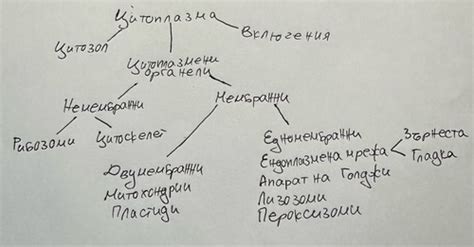 143 цитоплазма на еукариотните клетки и схема за структурата на цитоплазмата Flashcards Quizlet
