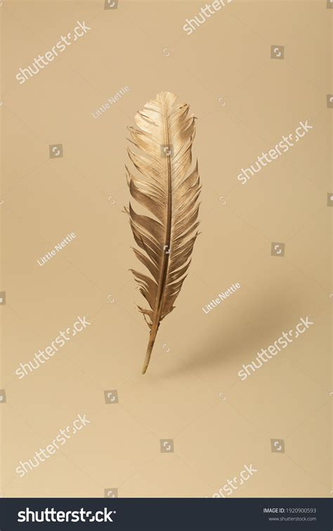 286078 Imágenes De Plumas Doradas Imágenes Fotos Y Vectores De