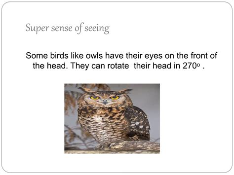 Super Senses Class 5 Ppt