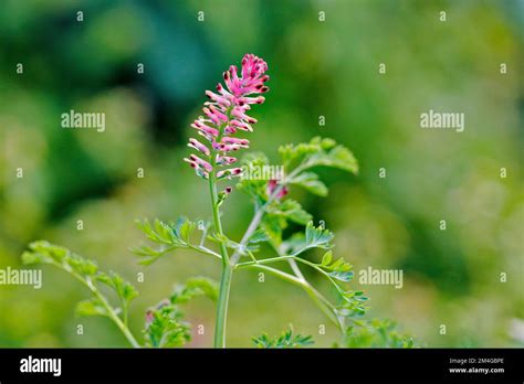 Common Fumitory Drug Fumitory Fumaria Officinalis Inflorescence And Leaves Germany North