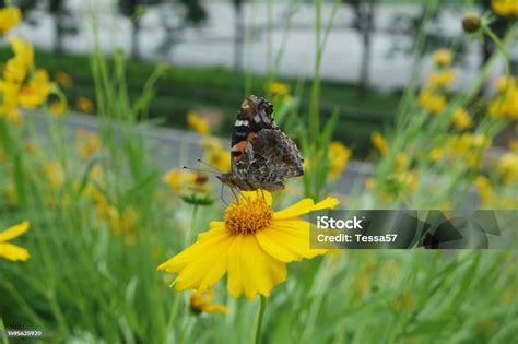 바네사 인디카 인도 붉은 제독 나비가 들판에서 노란 꽃 Coreopsis Lanceolata 랜스 리프 진드기에서 꽃가루를