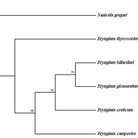 Strict Consensus Tree Of Most Parsimonious Tree Resulting From