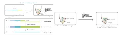 Express Crispr Sgrna Synthesis Kit Biovision Nucleic Acid Assays