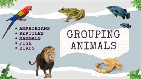The 5 Classes Of Vertebrates Earth How