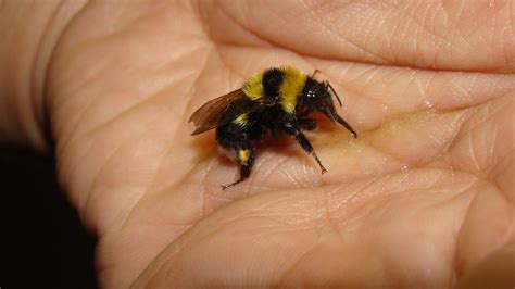 Piqûre De Bourdon Symptômes Comment La Soulager Top Santé