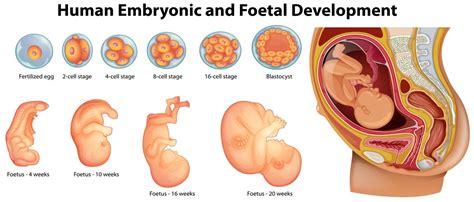 Diagrama Que Muestra El Desarrollo Embrionario Y Fetal Humano 296845