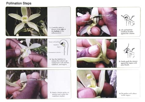 Vanilla Beans Flower At David Greenfield Blog