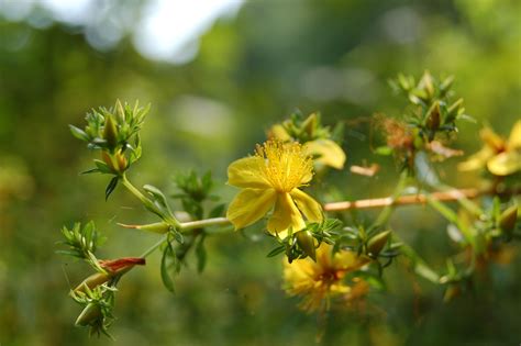 Hypericum Prolificum Early St Johnswort Shrubby St Johns Wort