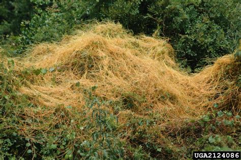 Dodder Genus Cuscuta L