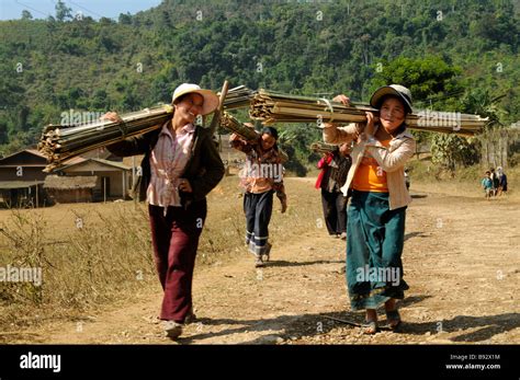 Hmong Women Carry Bamboo From The Forest Nam Hak Laos The Village Is