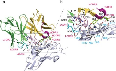 Structure Of Pd L1 Avelumab Scfv A The Scfv Fragment Of Avelumab And Download Scientific