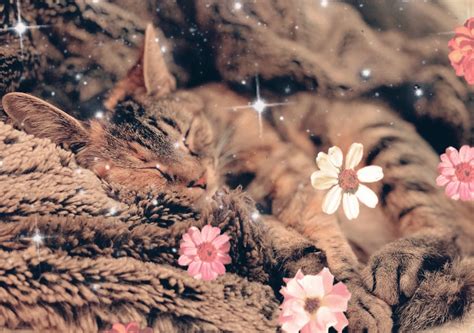 A Cozy Kitty 🌸