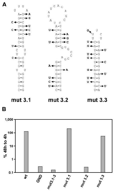 Stem Loop 32 Is Essential For Hcv Rna Replication A Summary Of The Download Scientific