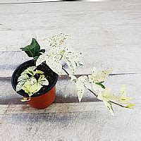 백설공주아이비 소품 공기정화식물 엑스플랜트