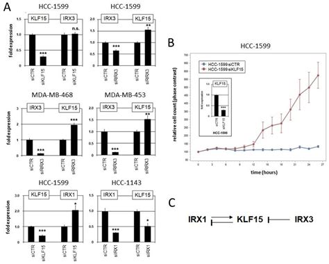 Molecular Characterization And Subtyping Of Breast Cancer Cell Lines