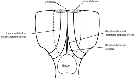 Alimentary System Basicmedical Key