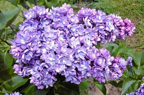 Сирень обыкновенная Ами Шотт. (Syringa vulgaris Ami Schott) ШТАМБ ...