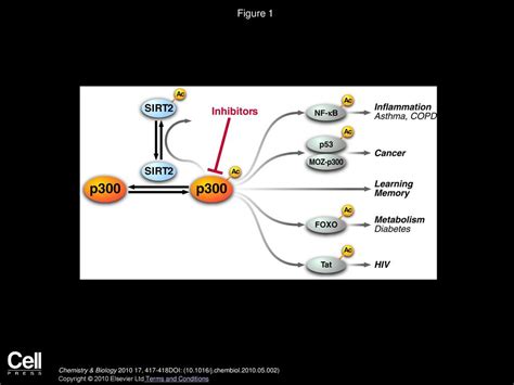 Hat Trick P300 Small Molecule Inhibitor Ppt Download
