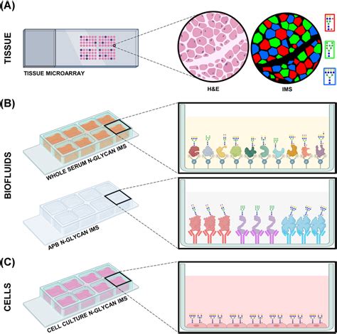 Expanded N‐glycan Ims Approaches For Alternative Clinical And Download Scientific Diagram