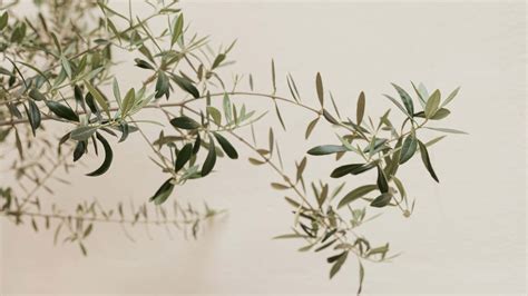100 Plant Aesthetic Desktop Wallpapers Wallpapers