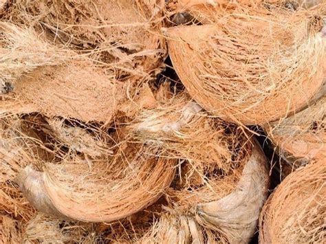 Sabut Kelapa Untuk Pupuk Dan Cara Membuatnya