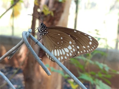 Euploea Core Cramer 1780 By Elavarasan M On 27 February 2021