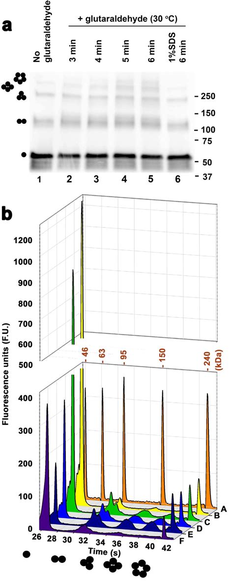 Glutaraldehyde Cross Linking Indicates Pentameric Assembly Of 5 Ht 3a Download Scientific