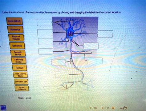 Label The Structures Of A Motor Multipolar Neuron By Clicking And