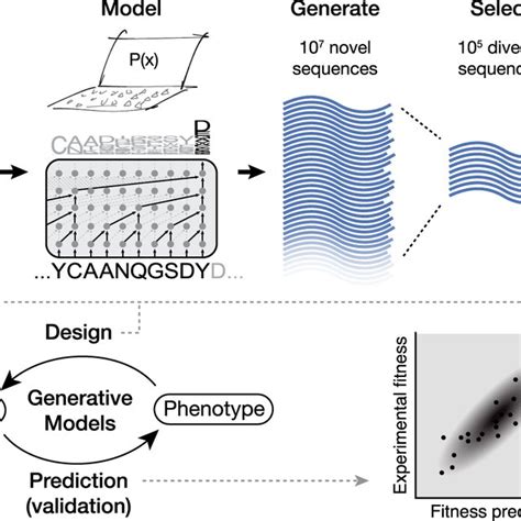 Autoregressive Models Of Biological Sequences Can Learn The