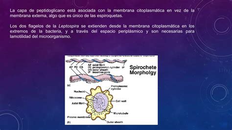 Leptospirosis Canina Ppt