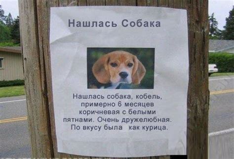Скачать прикольные и красивые картинки: Супер подборка приколов про ...