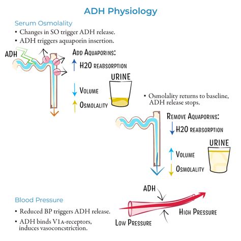 Physiology Glossary Anti Diuretic Hormone Adh Physiology Ditki Medical And Biological Sciences