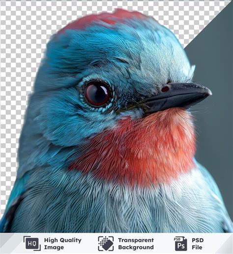 Flycatchers Psd 500 High Quality Free Psd Templates For Download