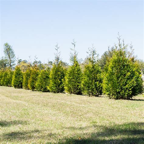 Buy Thuja Green Giant For Sale Online Large Privacy Tree Perfect Plants