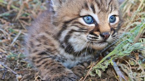 Best Wildlife Instagram Photos From Usinterior