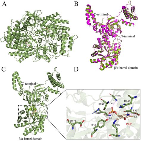 Computational Structural Analysis Of Saadc With Vibrio Vulnificus Adc