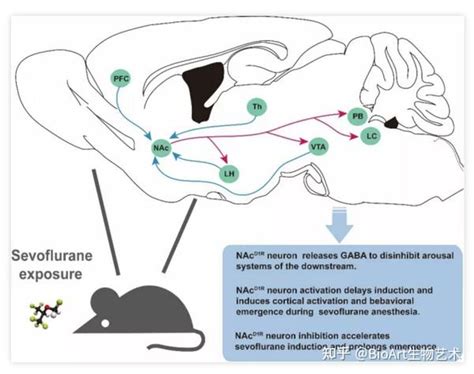 Current Biology丨黄志力 李文献合作揭示全身麻醉作用新机制 知乎