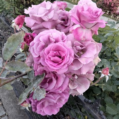 Clarence Wright Clarence Wright Added A New Photo To The Facebook