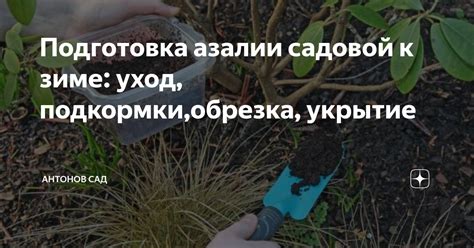 Подготовка азалии садовой к зиме уход подкормки обрезка укрытие Антонов сад дача и огород