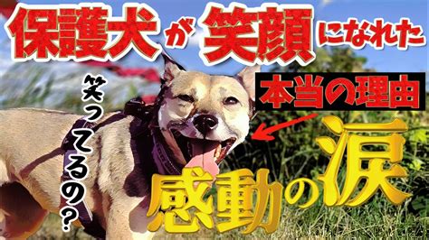 【感動の実話】生まれて一度も愛されず置き去りにされた保護犬が「止まれない」という信じられない理由とは？ Youtube