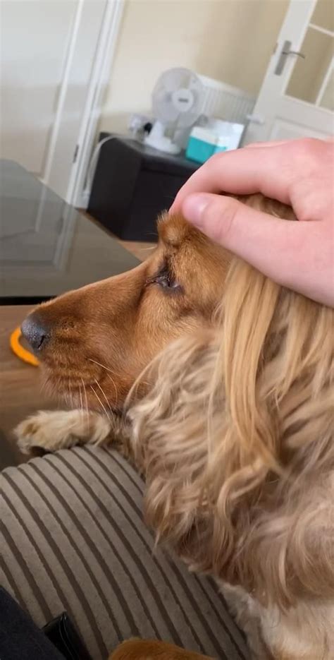 15 Photos That Show Real Friendship Between Cocker Spaniel And People Artofit