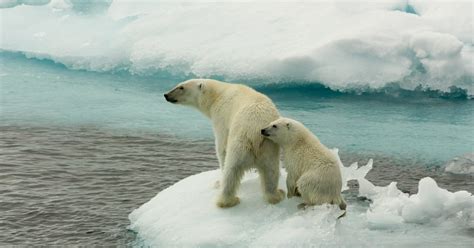 Firma nuestras peticiones Greenpeace España