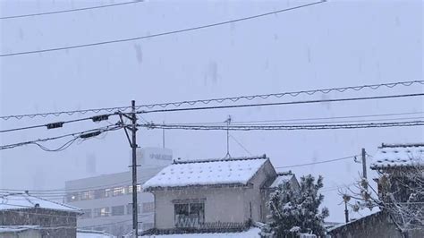 雪がシンシンと降っています。風はほぼ無い 新潟県新潟市中央区 ネコのお腹モフモフ ウェザーニュース