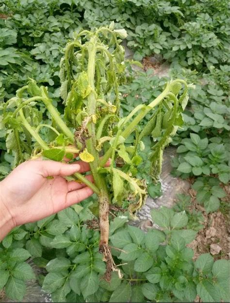 马铃薯苗情有问题肯定是这8个方面你没做到位 灌溉