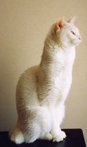 The Longcat Humor Compilation Wiresmash