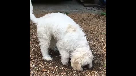 Naughty Cockapoo Puppy Misbehaving Youtube