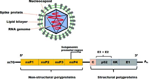 The Vision Of An Alphavirus And The Arrangement Of Its Genome This