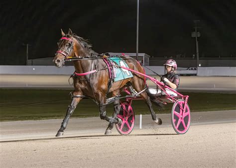 Standardbred
