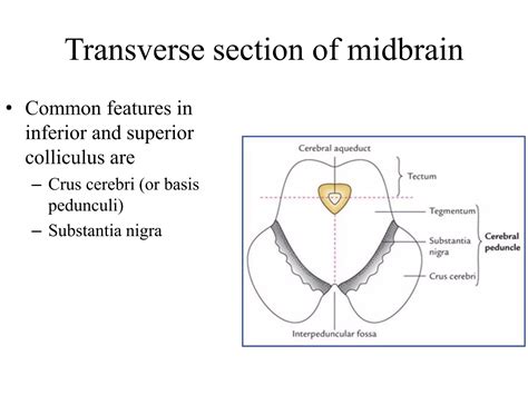 Midbrain Pdf Brain And Nervous System Disorders Diseases And Conditions Midbrain Pdf Brain And Nervous System Disorders Diseases And Conditions
